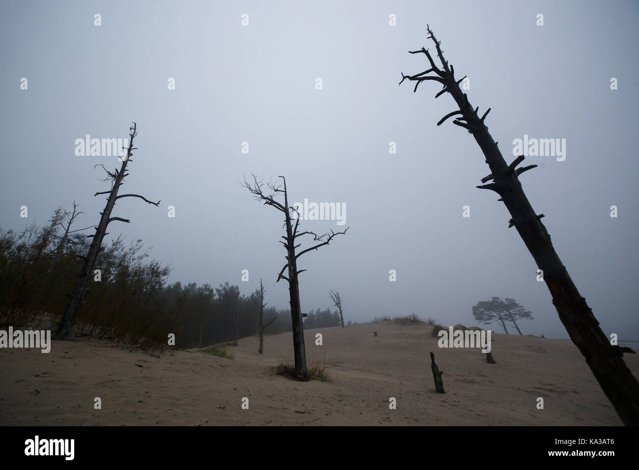 Decay deforestation hi-res stock photography and images - Alamy