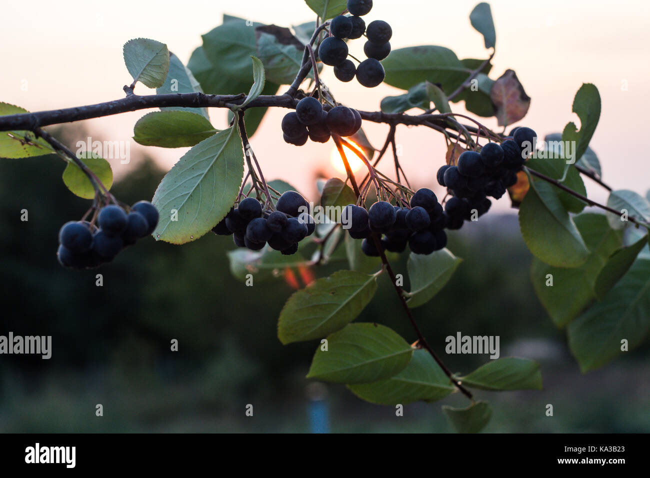 Aronia berries (Aronia melanocarpa, Black Chokeberry) growing in the garden. Branch filled with ...
