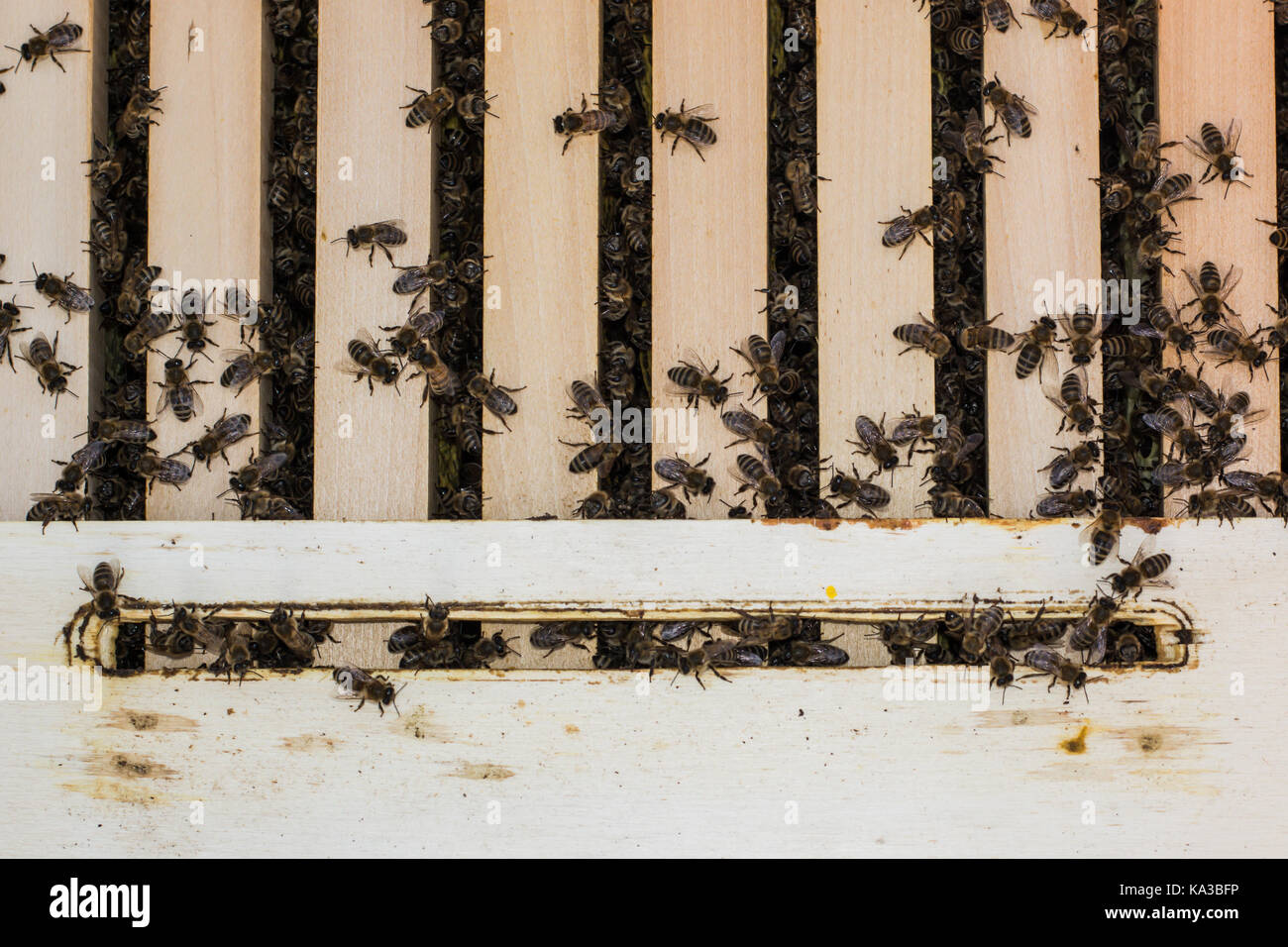 Bee frames in Bee hive with bees on them collecting nectar Stock Photo ...