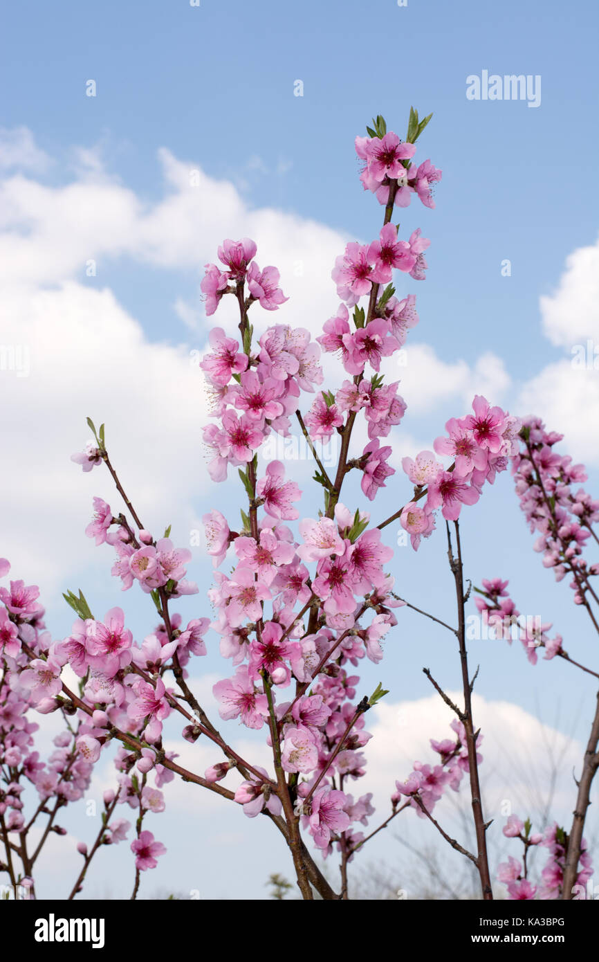Peach tree in full blossom. Tree in bloom in spring. Peach flowers on a ...