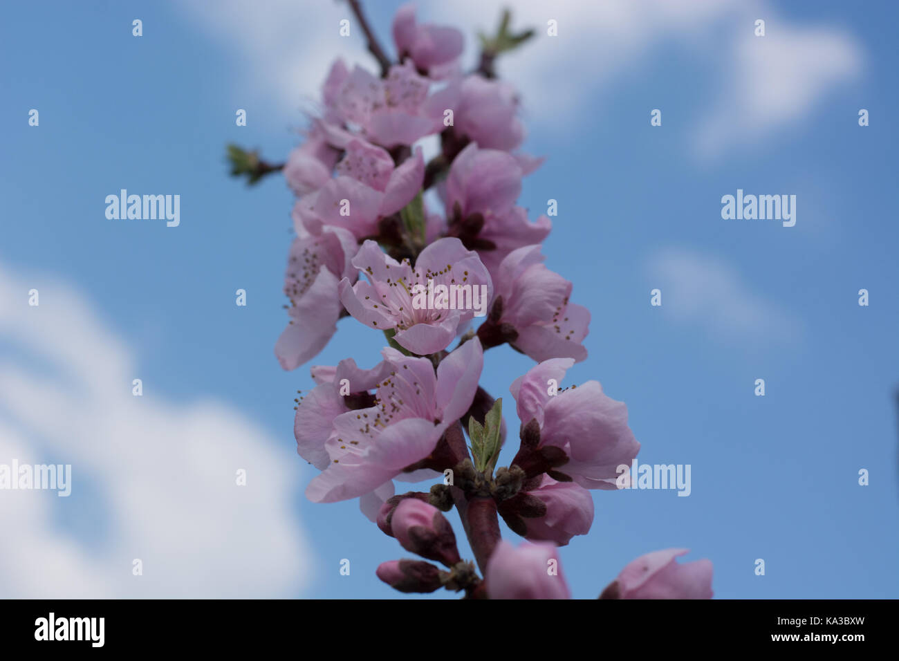 Peach tree in full blossom. Tree in bloom in spring. Peach flowers on a ...