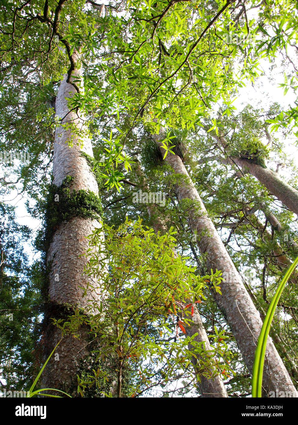 New Zealand the most well know tree Kauri. This tree is massive and ...