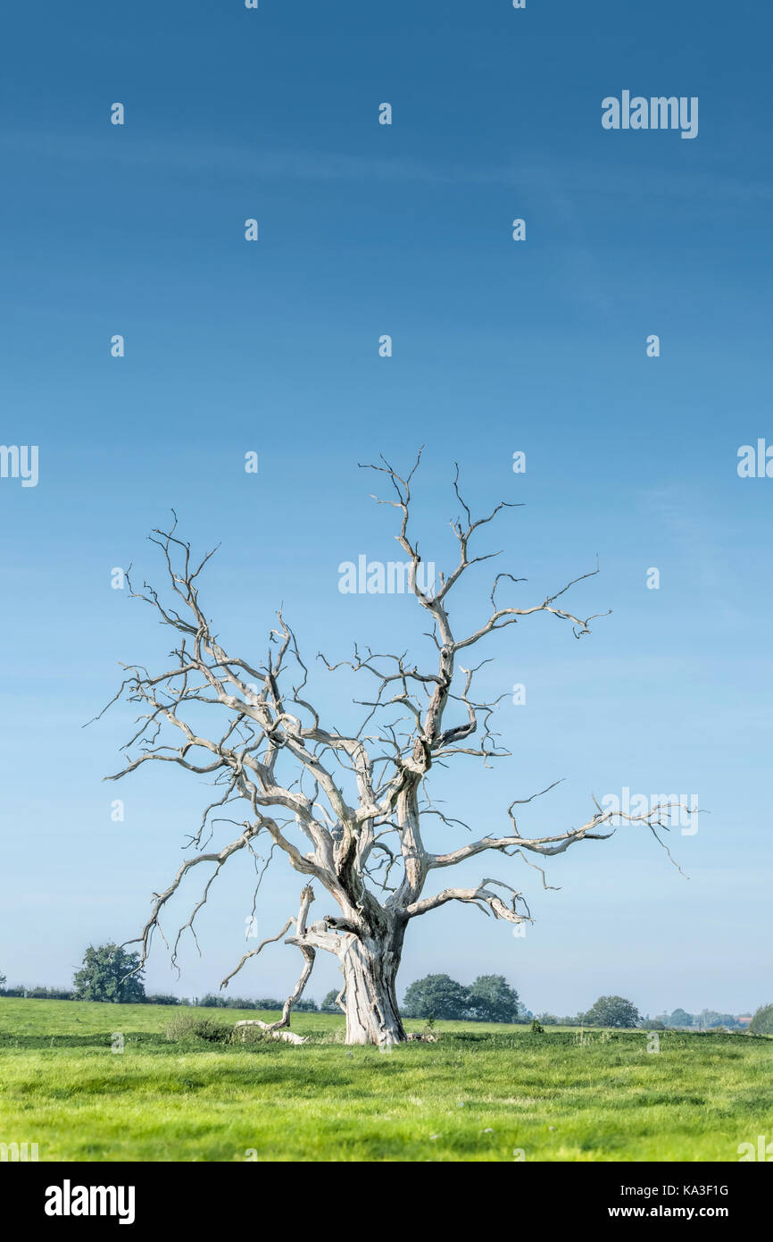 Dead lightning tree hi-res stock photography and images - Alamy