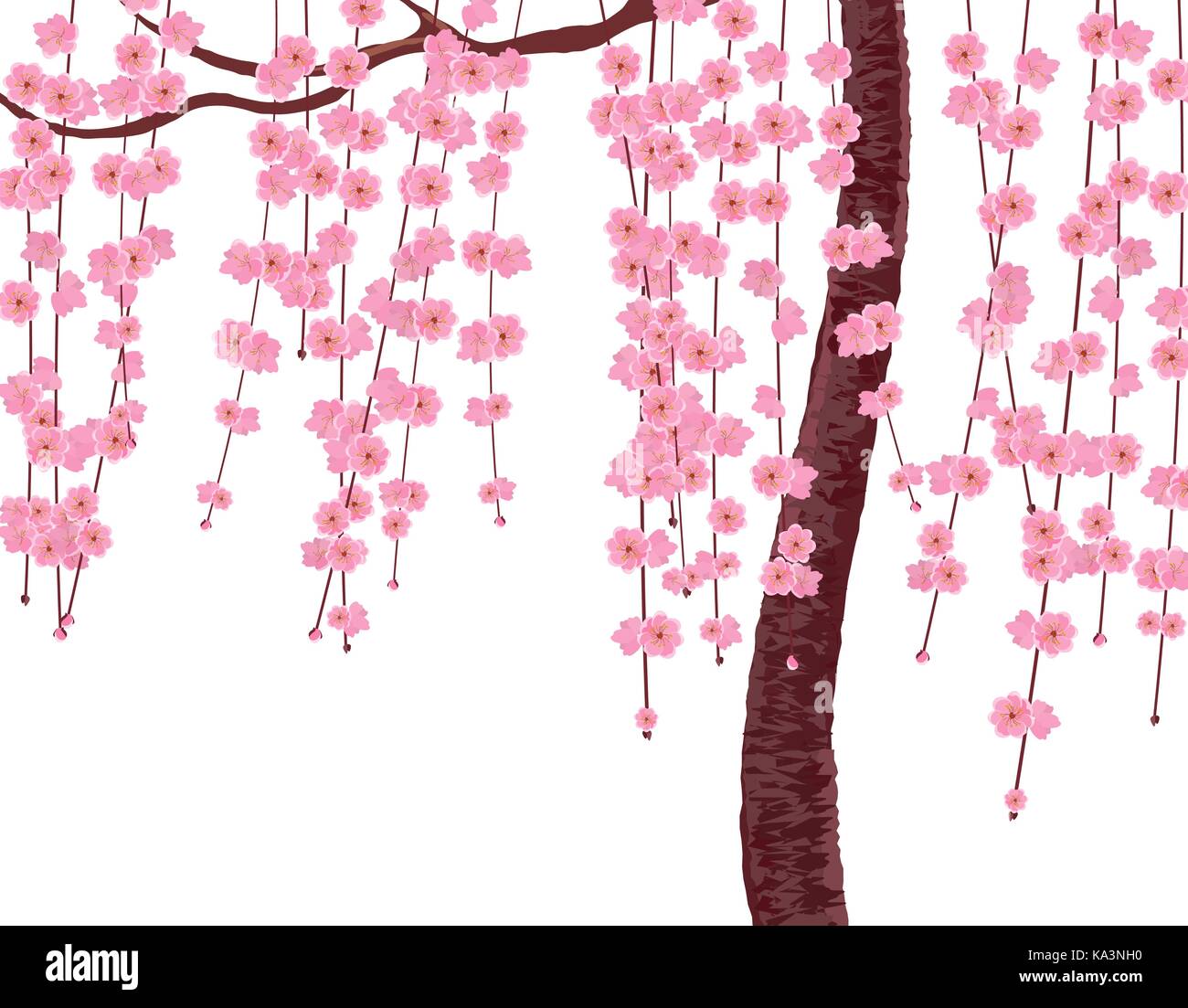 Branches with pink flowers and cherry buds, the trunk of a tree. Sakura ...