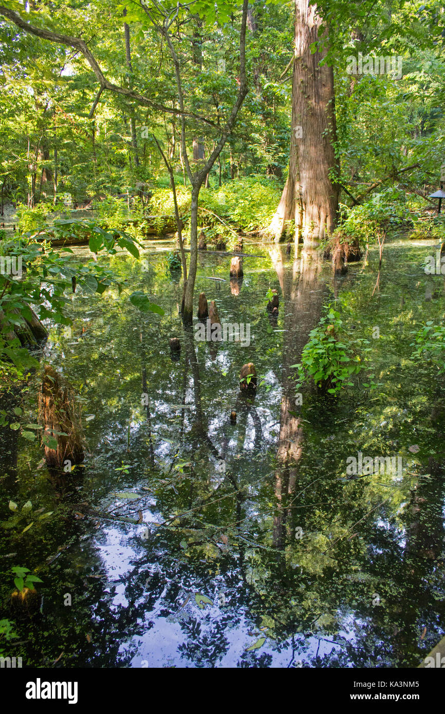 Cypress swamp preserve on the edge of Greenville, Mississippi. The ...