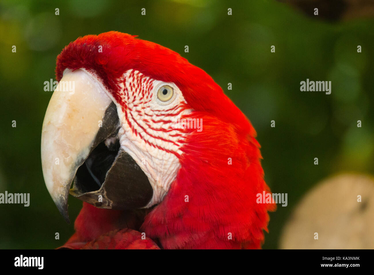Closeup of the head of a red parrot Stock Photo - Alamy