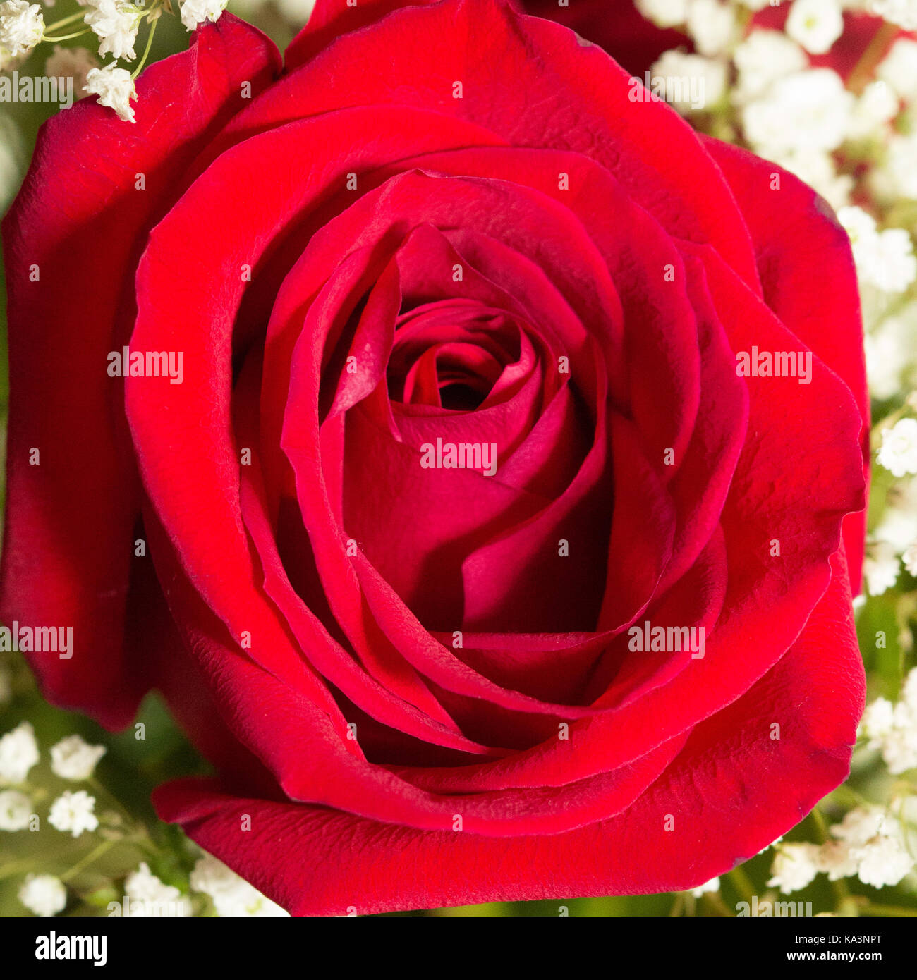 The perfect red rose in a beautiful bouquet of flowers Stock Photo - Alamy