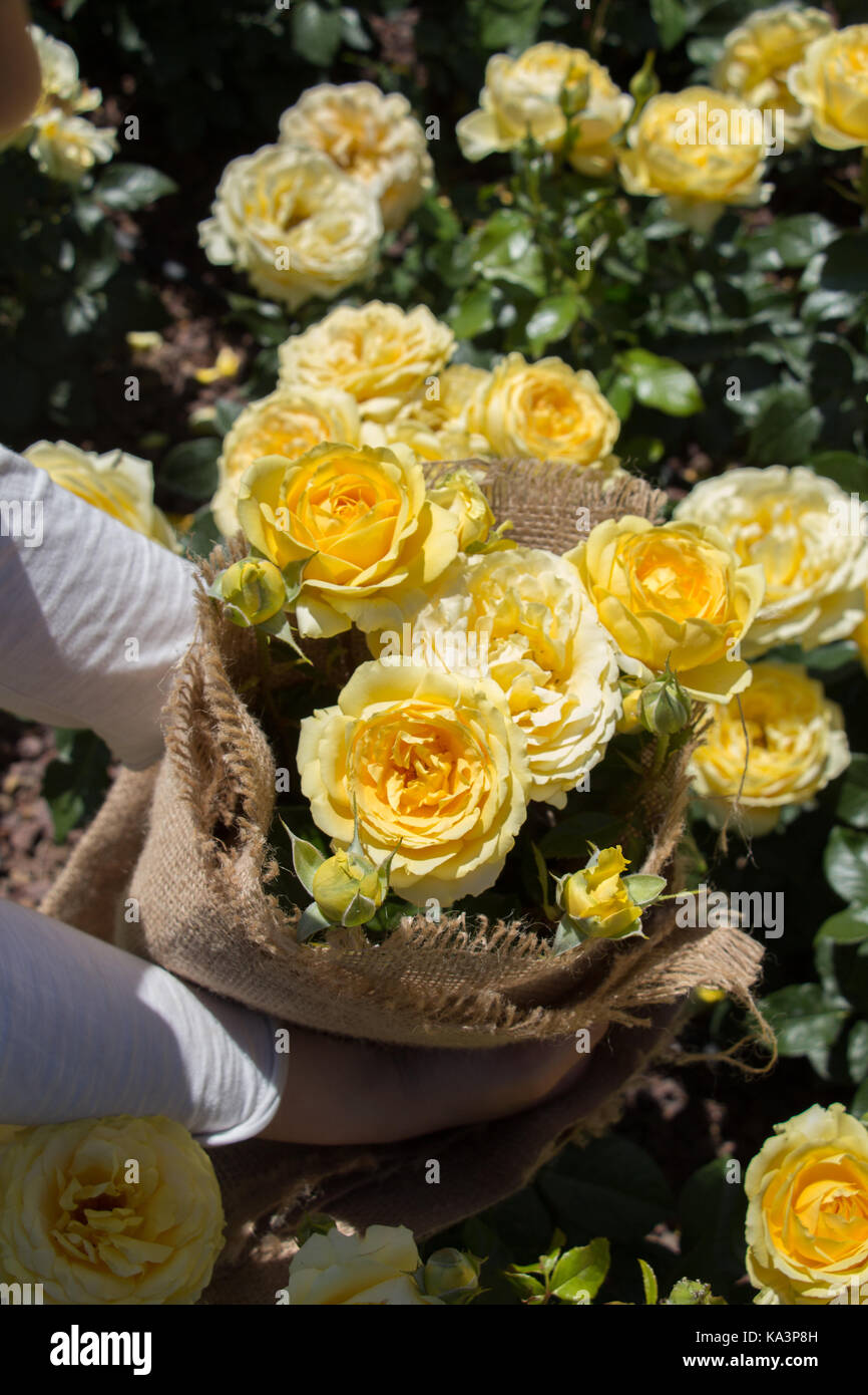Beautiful fresh roses wrapped with canvas in hand Stock Photo - Alamy