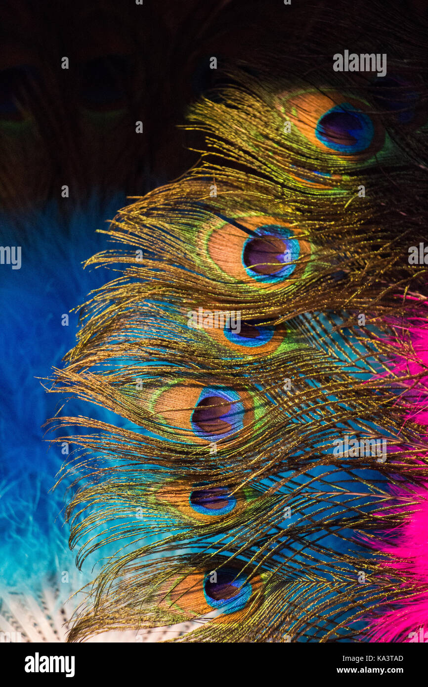Beautiful bird feathers for decorative purposes Stock Photo - Alamy
