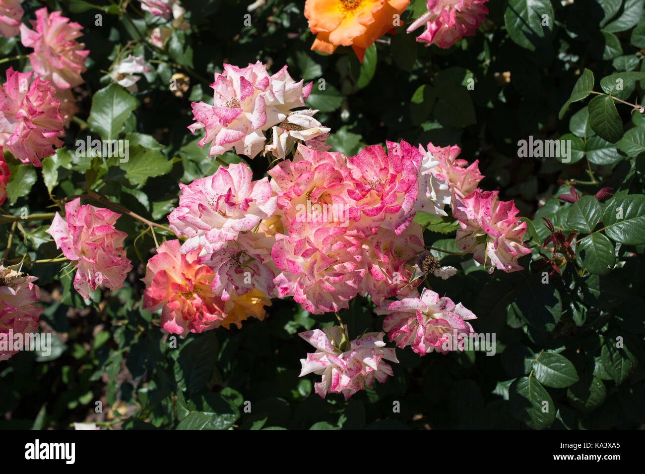 Beautiful colorful roses in a rose garden Stock Photo - Alamy