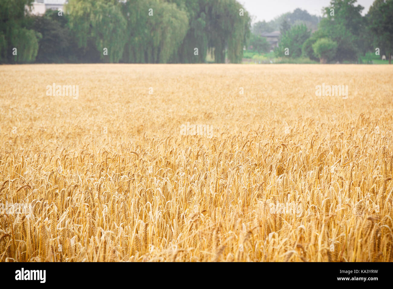 Ripening ears of rye or wheat field, concept of rural, farming and rich ...