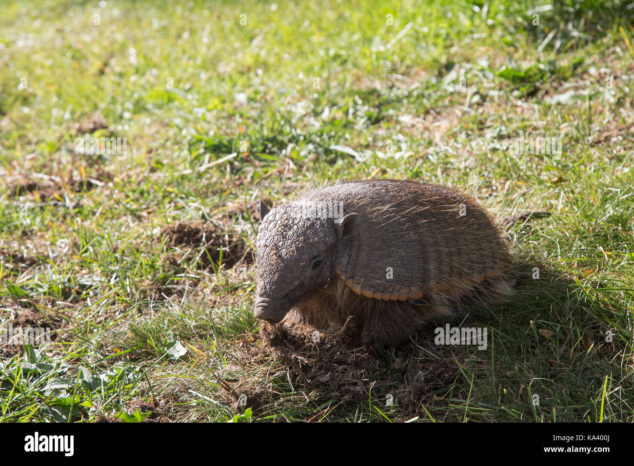 Screaming hairy armadillo hi-res stock photography and images - Alamy