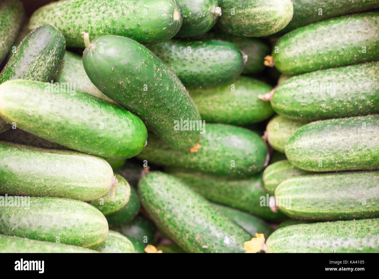 Cucumber harvest. many cucumbers. cucumbers from the field Stock Photo ...