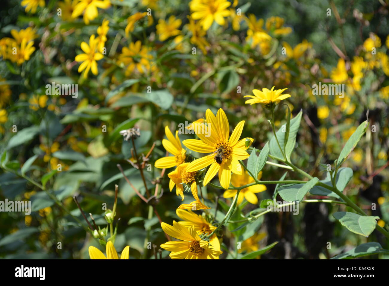 End of Summer Sunflowers on a Beautiful September Day in early Autumn ...