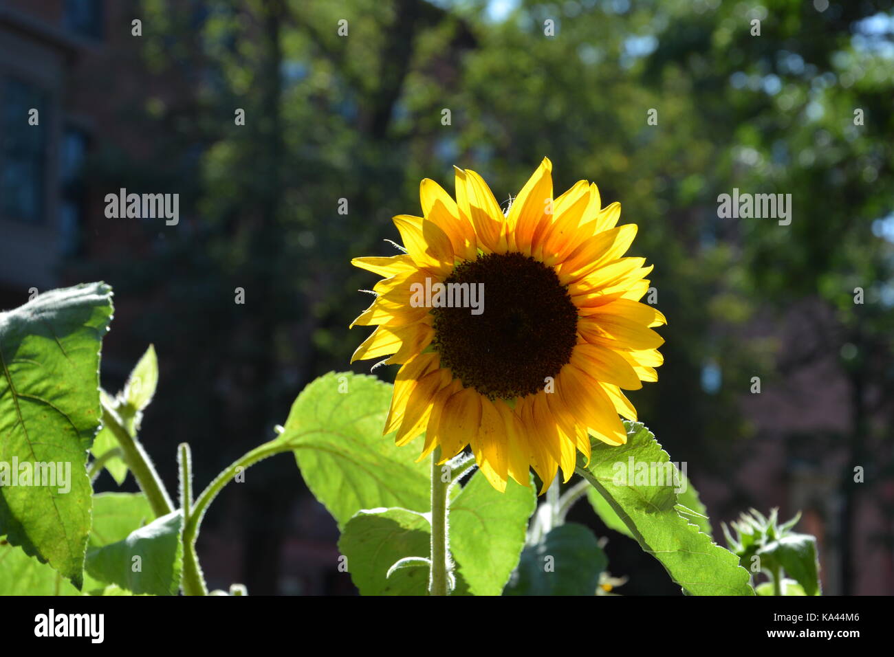 End of Summer Sunflowers on a Beautiful September Day in early Autumn ...