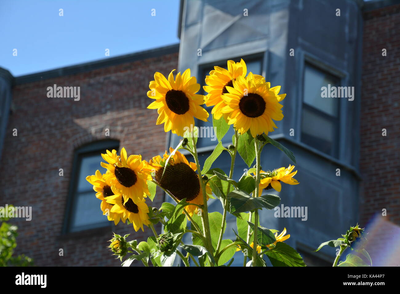 End of Summer Sunflowers on a Beautiful September Day in early Autumn ...