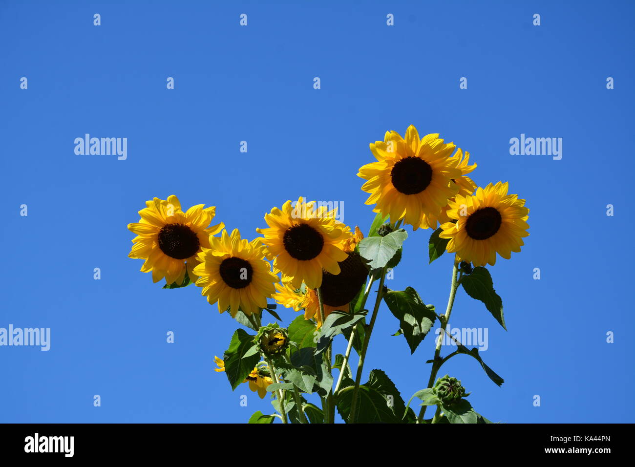 End of Summer Sunflowers on a Beautiful September Day in early Autumn ...