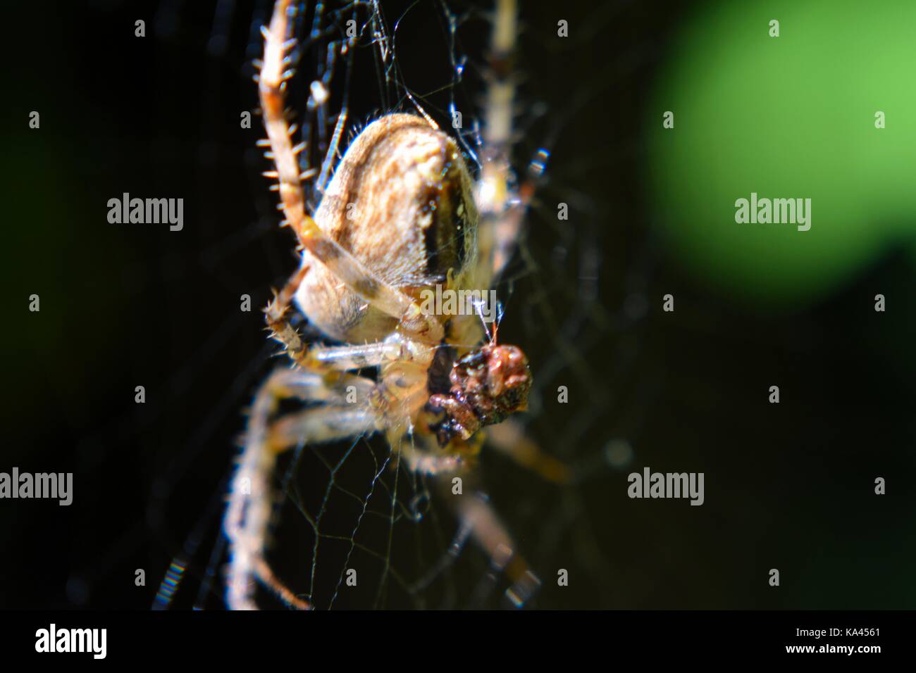 Spider with food hi-res stock photography and images - Alamy