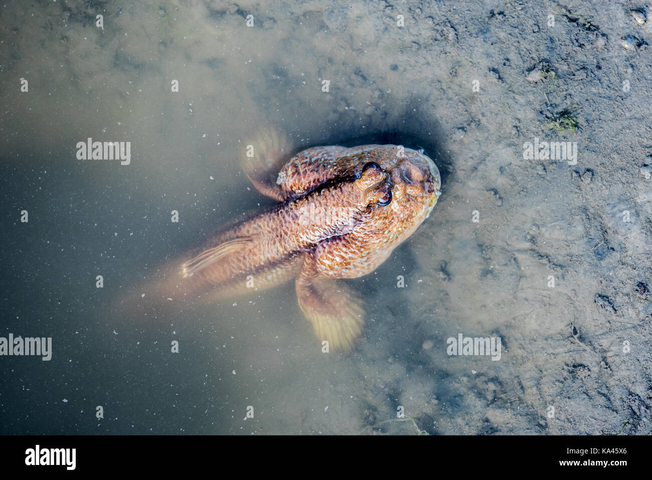 Mudskipper Fish High Resolution Stock Photography and Images - Alamy