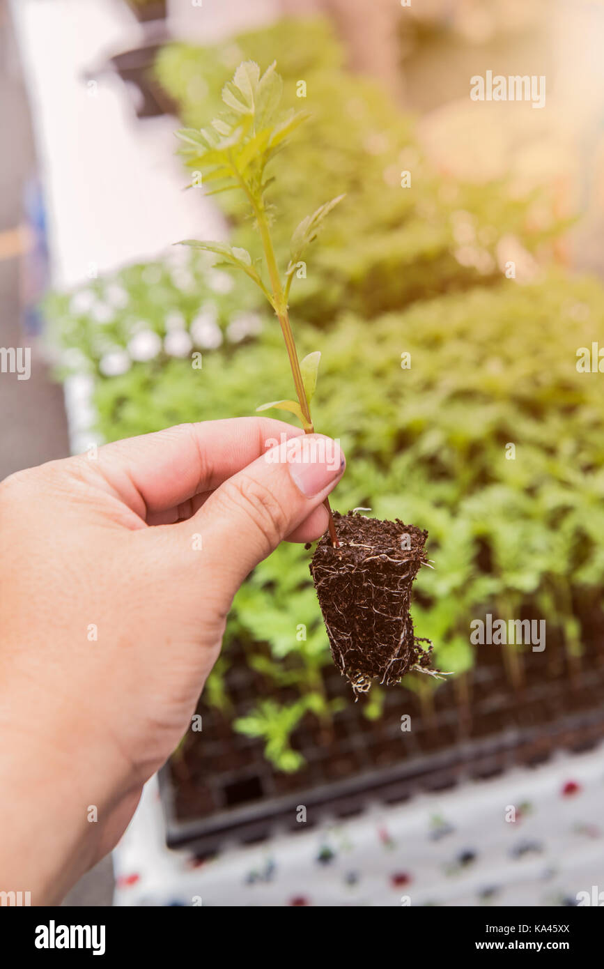 save earth save life by plant the tree, environment concept Stock Photo ...