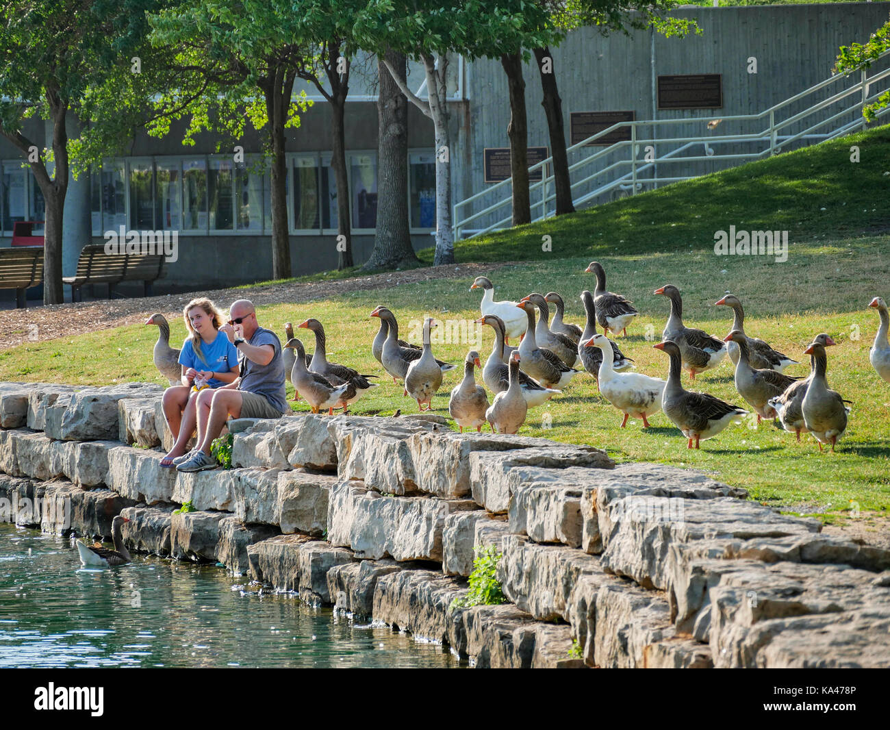 Young couple feeding bread to a goose with several geese behind them ...