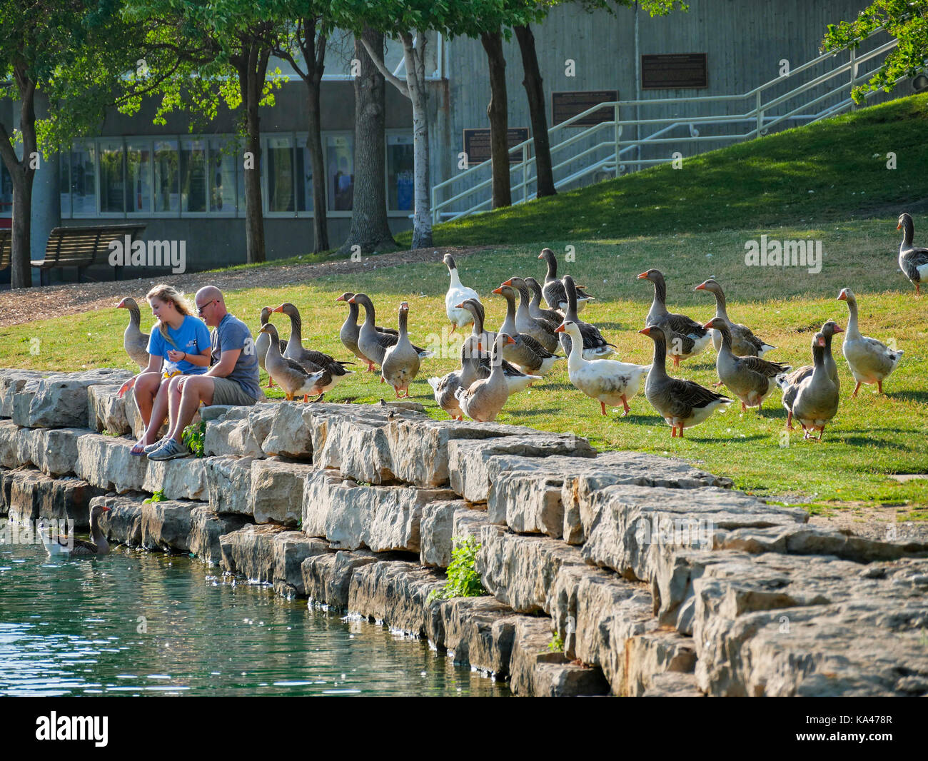 Feeding a goose hi-res stock photography and images - Alamy