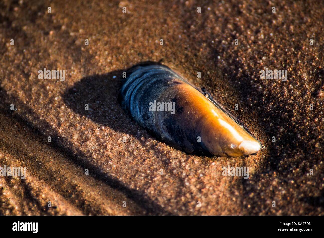 Shiny shell hi-res stock photography and images - Alamy