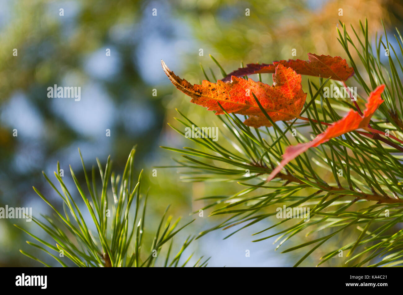 autumn leaves on pine tree Stock Photo - Alamy