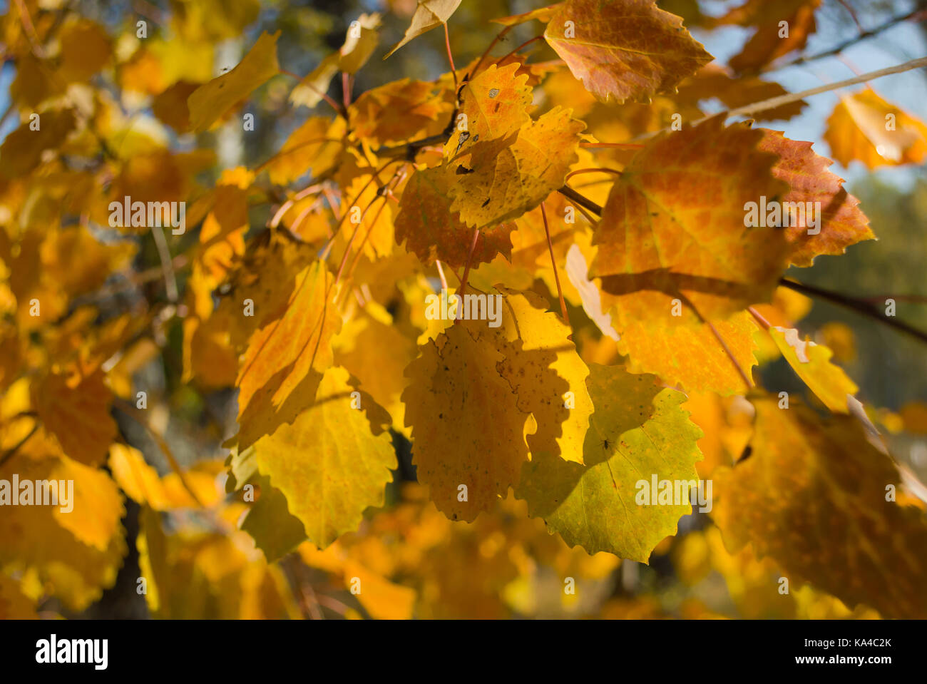 Bg yellow hi-res stock photography and images - Alamy