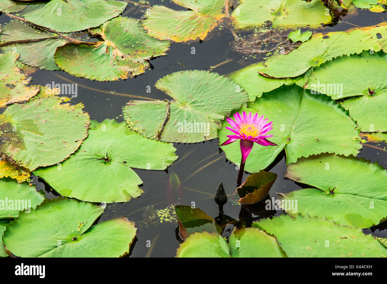 Lotus in the lotus lake Stock Photo - Alamy