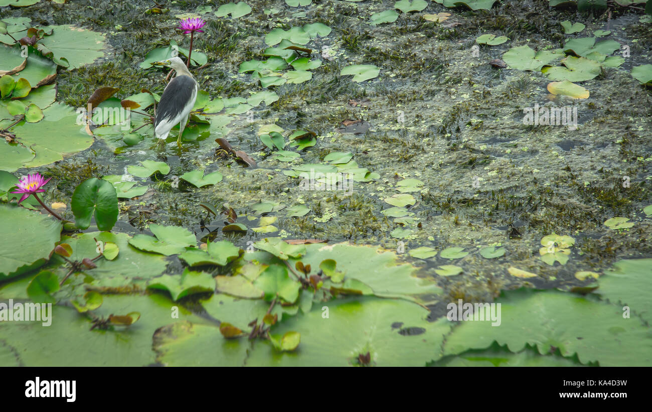 beautiful bird Standing on lotus , Lotus in the lotus lake Stock Photo ...
