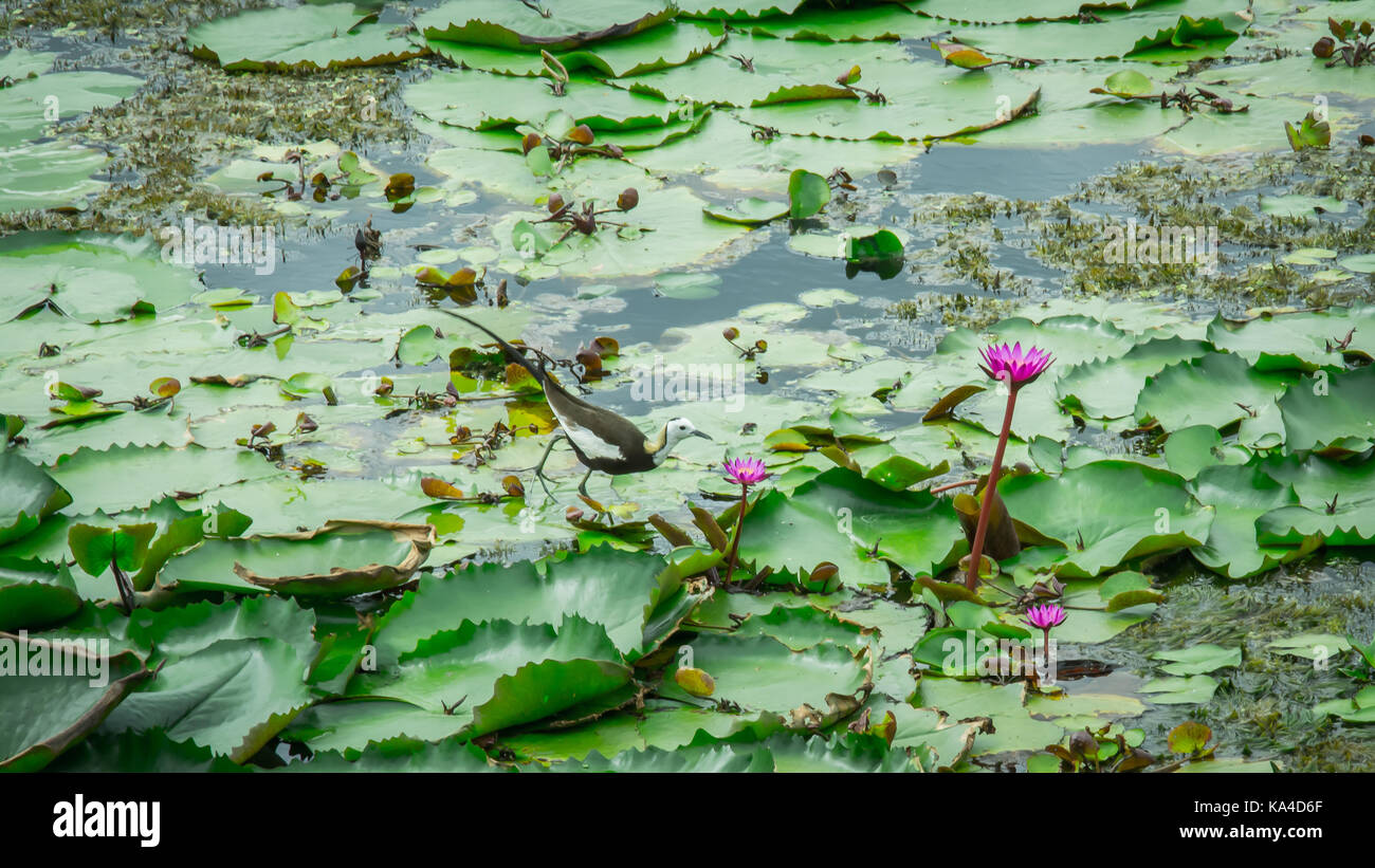 beautiful bird Standing on lotus , Lotus in the lotus lake Stock Photo ...