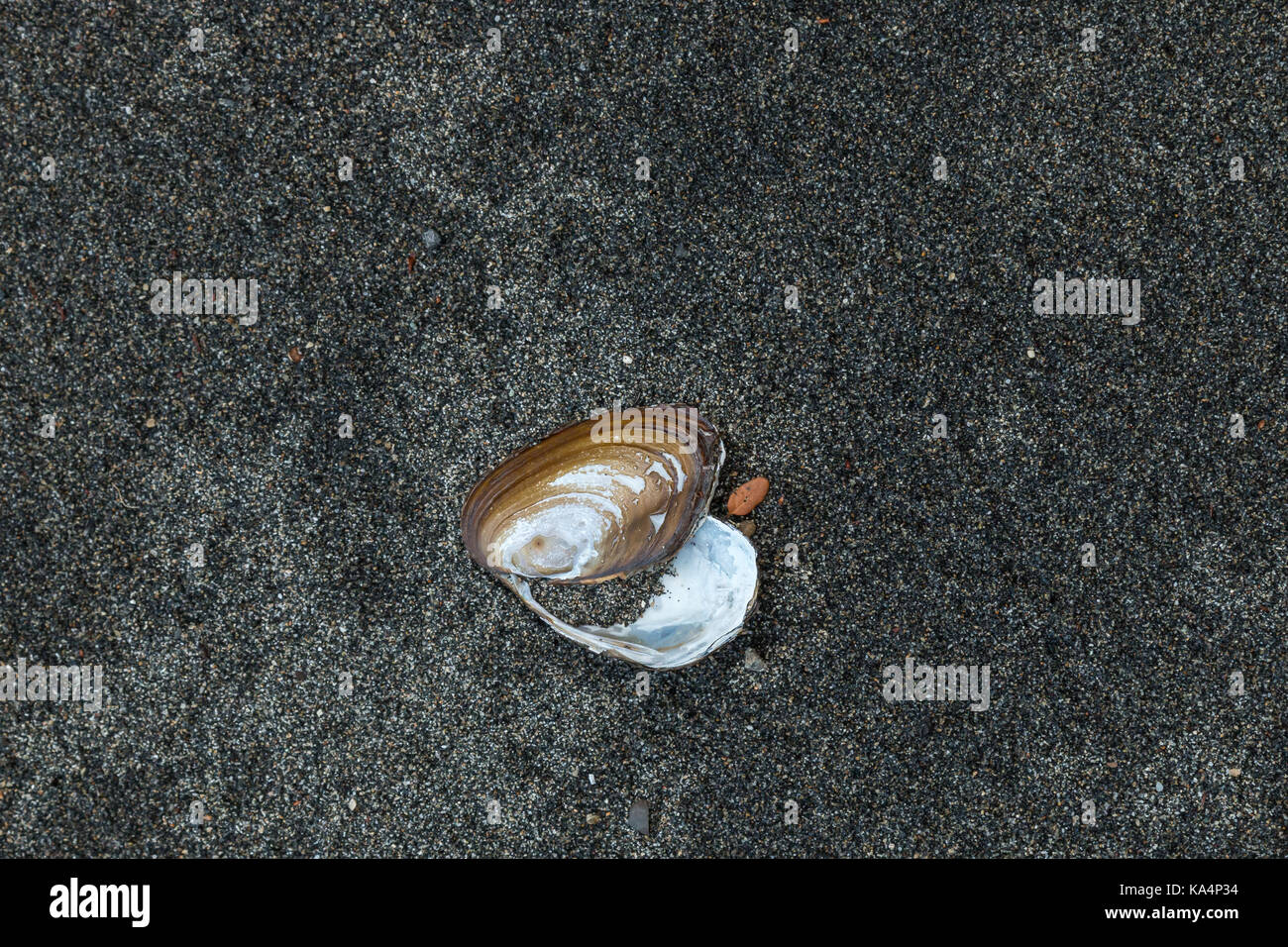 Empty sea shell on the black sand beach of lake Te Anau, on the Kepler ...