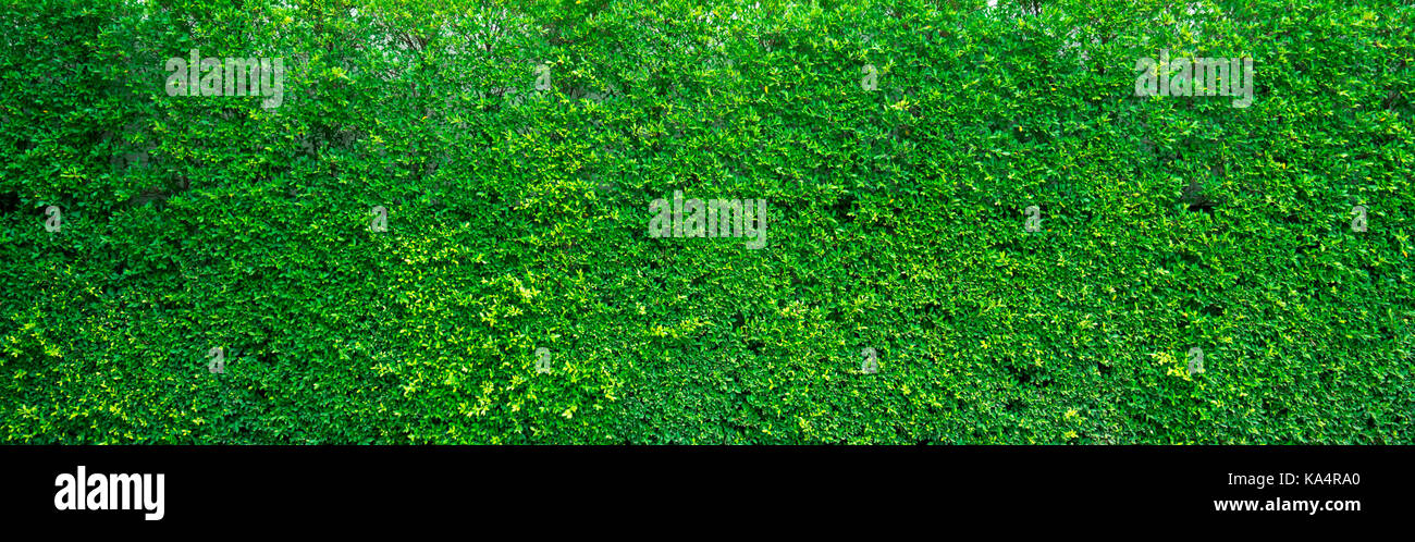 Beautiful green wall background Stock Photo - Alamy