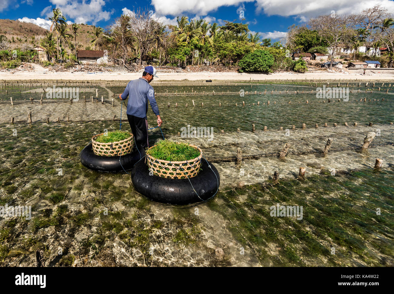 Sea weed farmer at work in sea weed farm in Nusa Penida, Indonesia ...