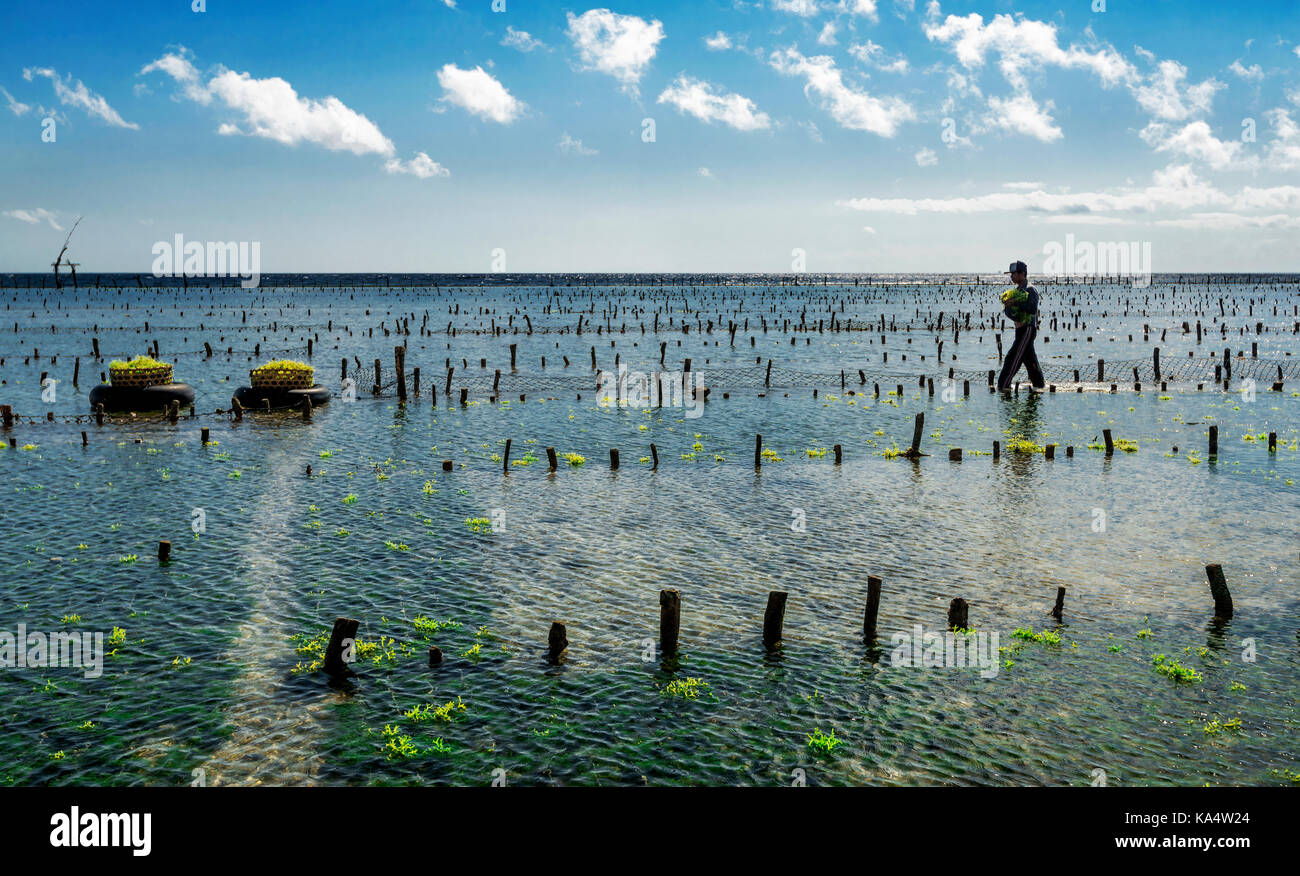 Seaweed farm bali hi-res stock photography and images - Alamy