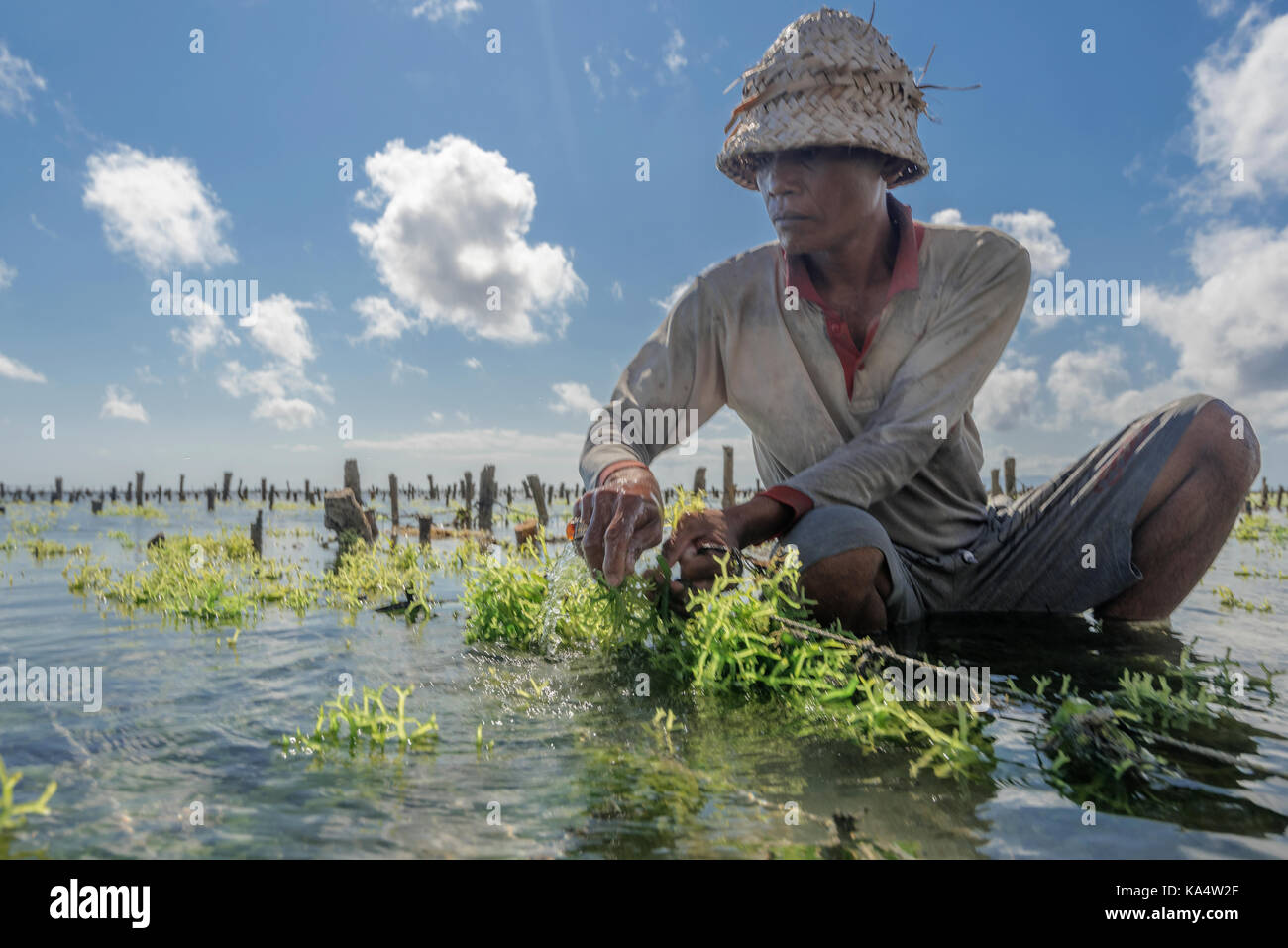 Sea weed farmer at work in sea weed farm in Nusa Penida, Indonesia ...