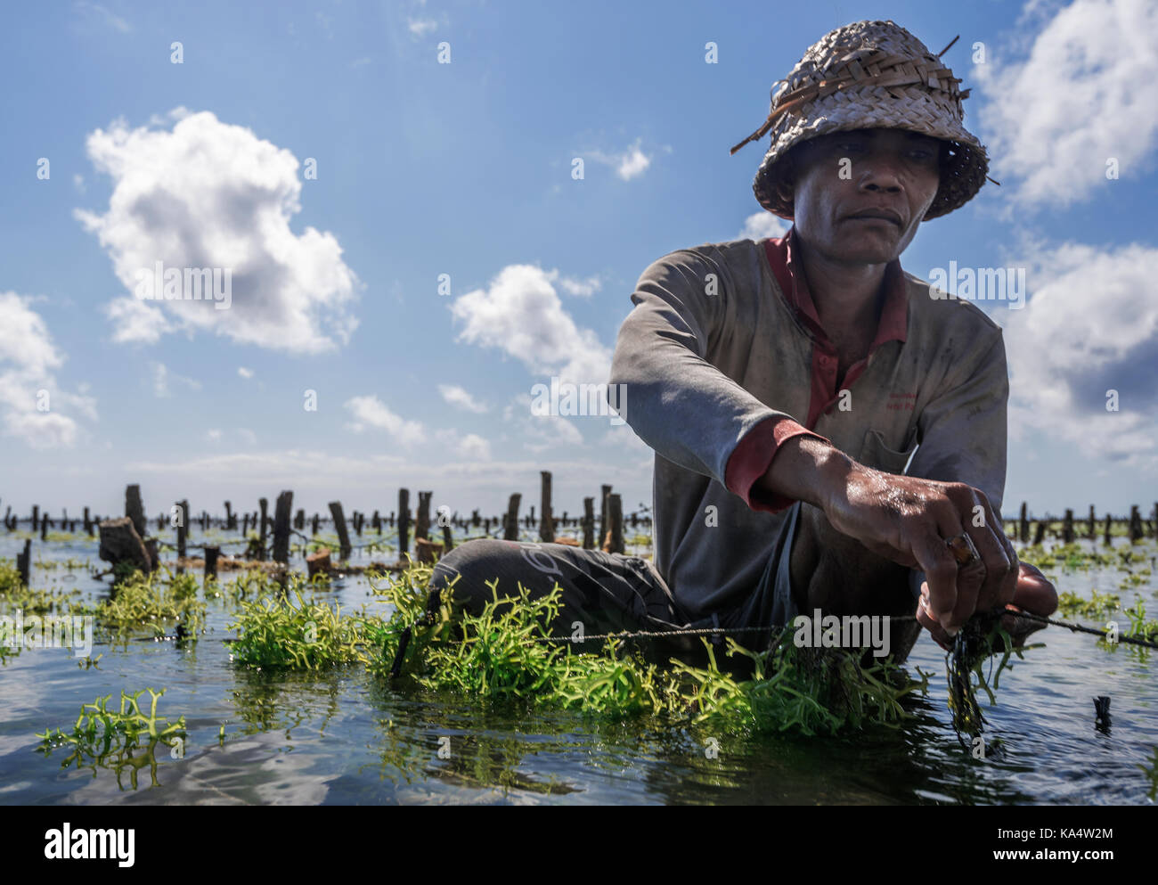 Sea weed farmer work hi-res stock photography and images - Alamy