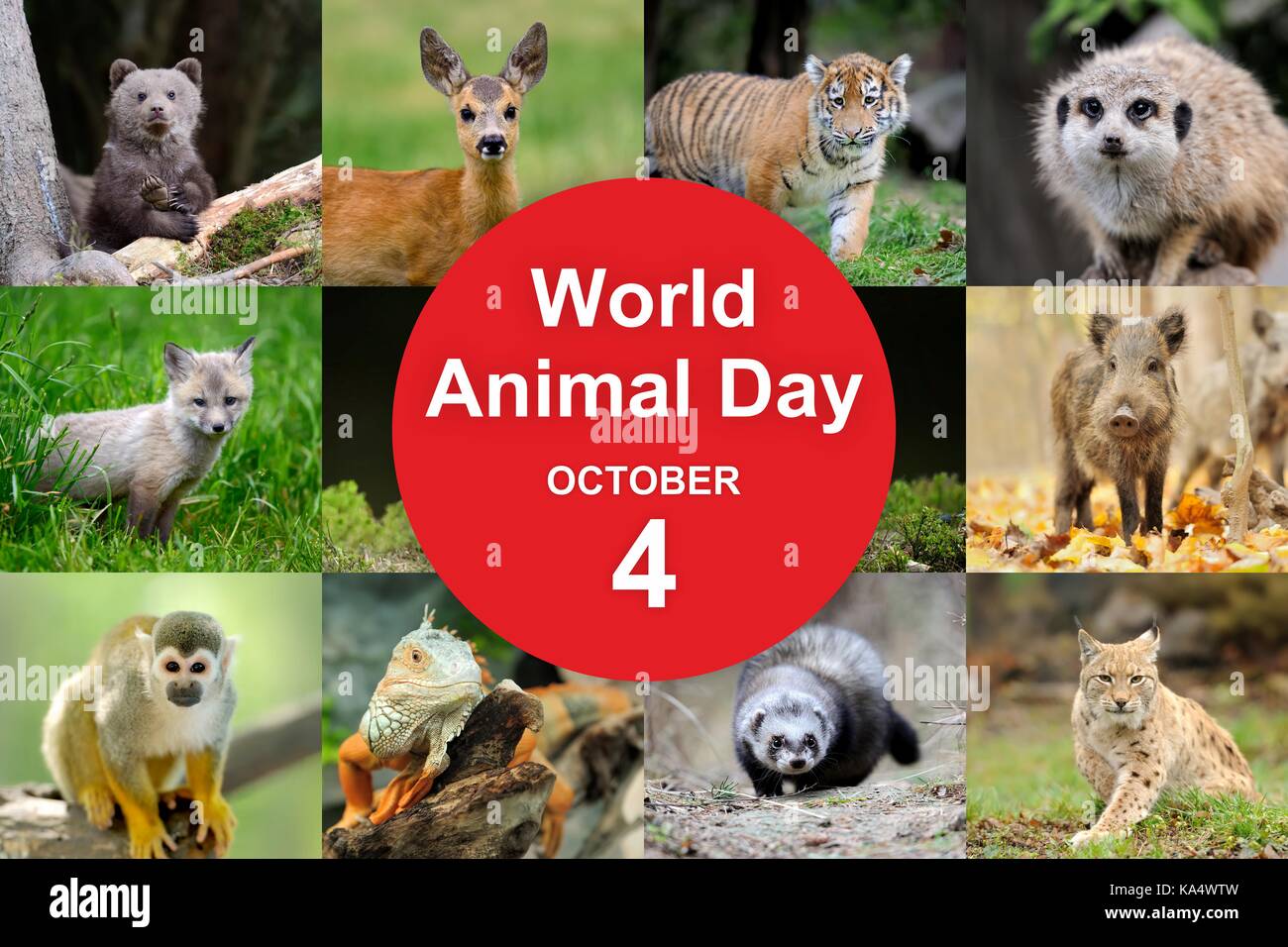 4th October. World animal day Stock Photo - Alamy