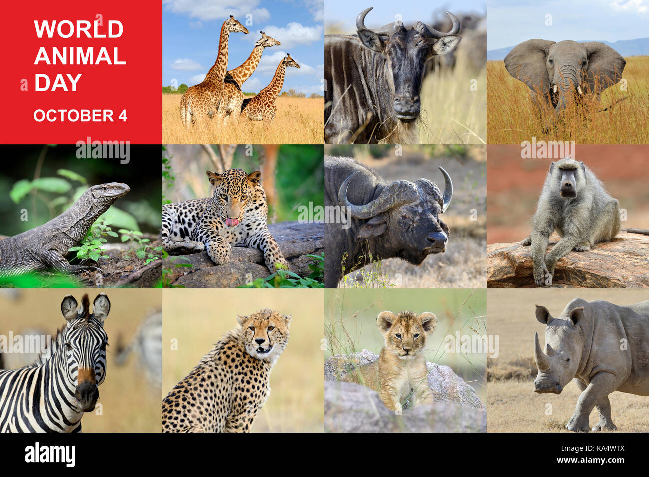 4th October. World animal day Stock Photo - Alamy