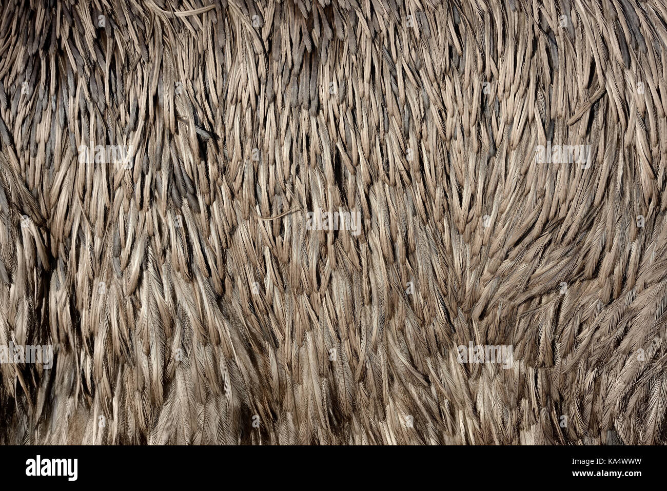 Ostrich skin hi-res stock photography and images - Alamy