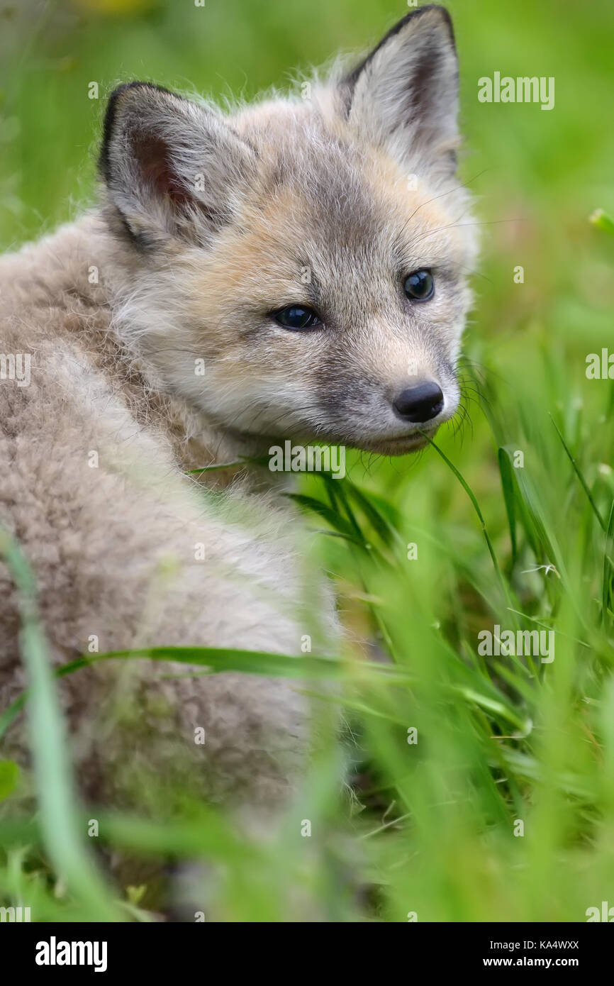 Close up fox cub in grass Stock Photo - Alamy