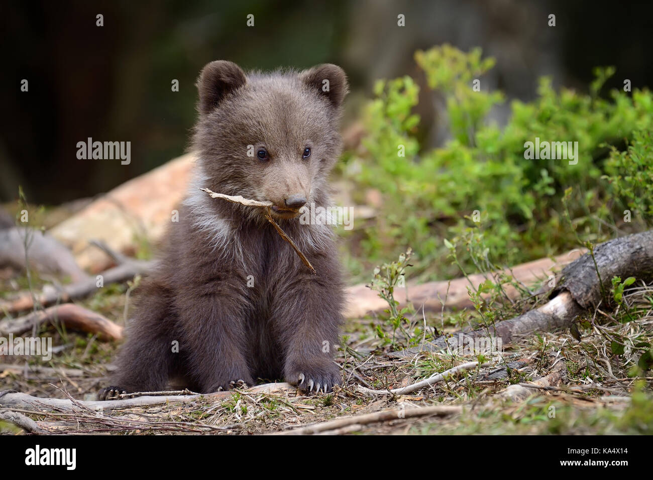 Young brown bear in the forest. Portrait of brown bear. Animal in the ...