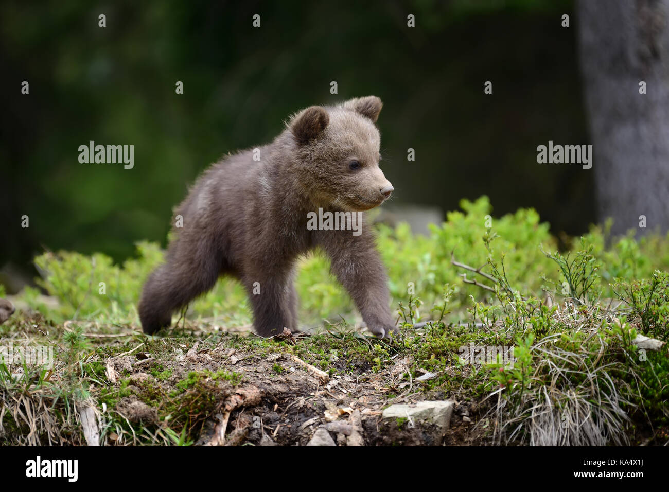 Wild brown bear cub close-up Stock Photo - Alamy