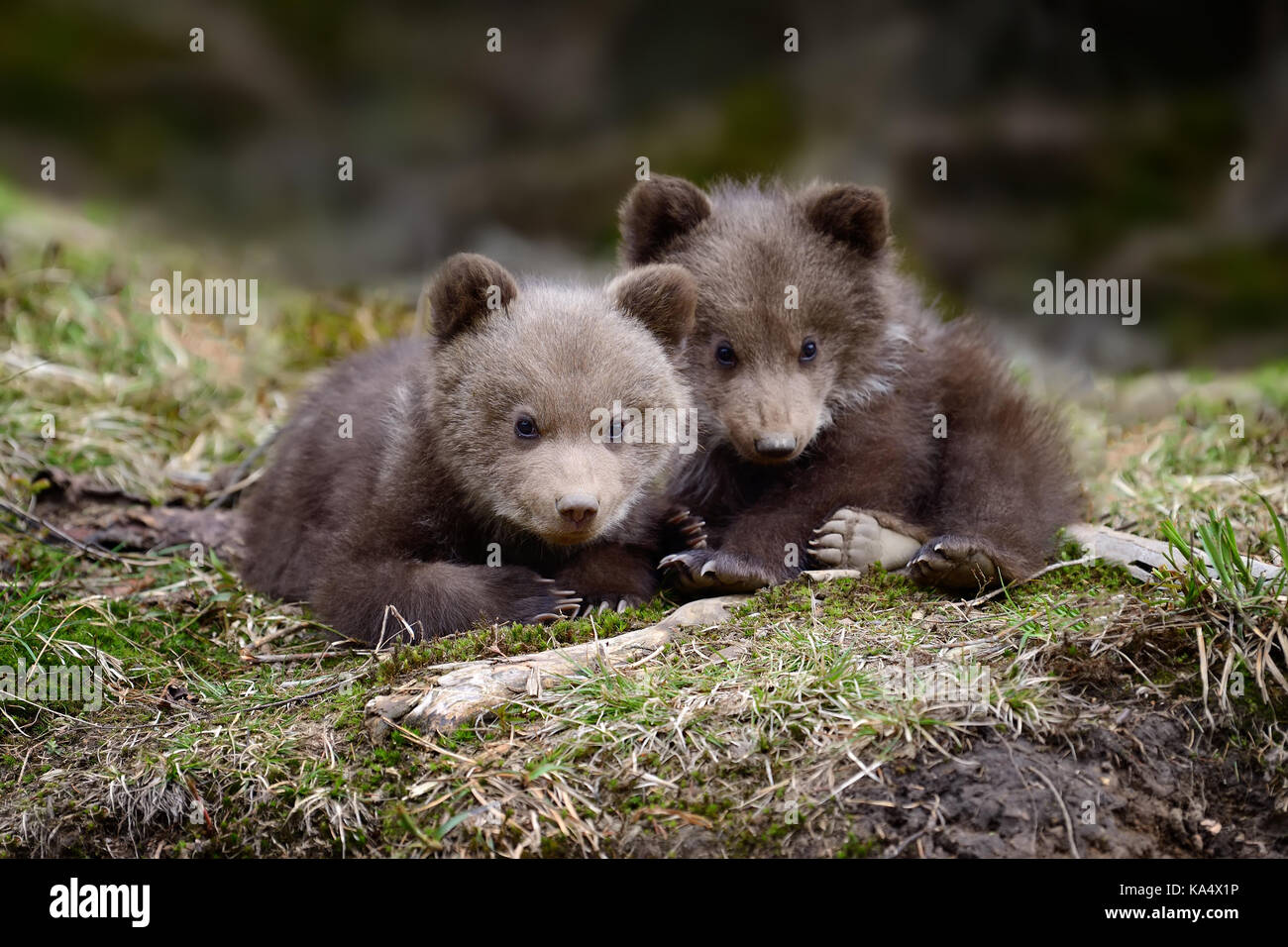 Young brown bear in the forest. Portrait of brown bear. Animal in the ...
