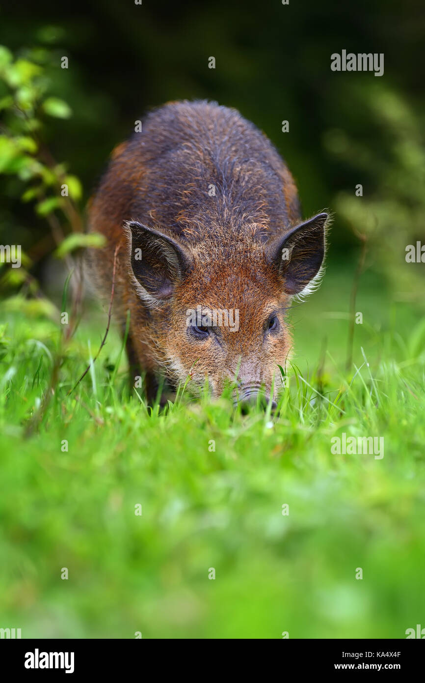 Wild boar on the forest in summer time Stock Photo - Alamy