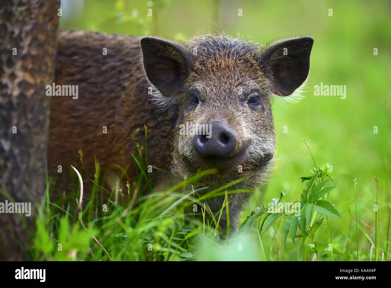 Wild boar on the forest in summer time Stock Photo - Alamy