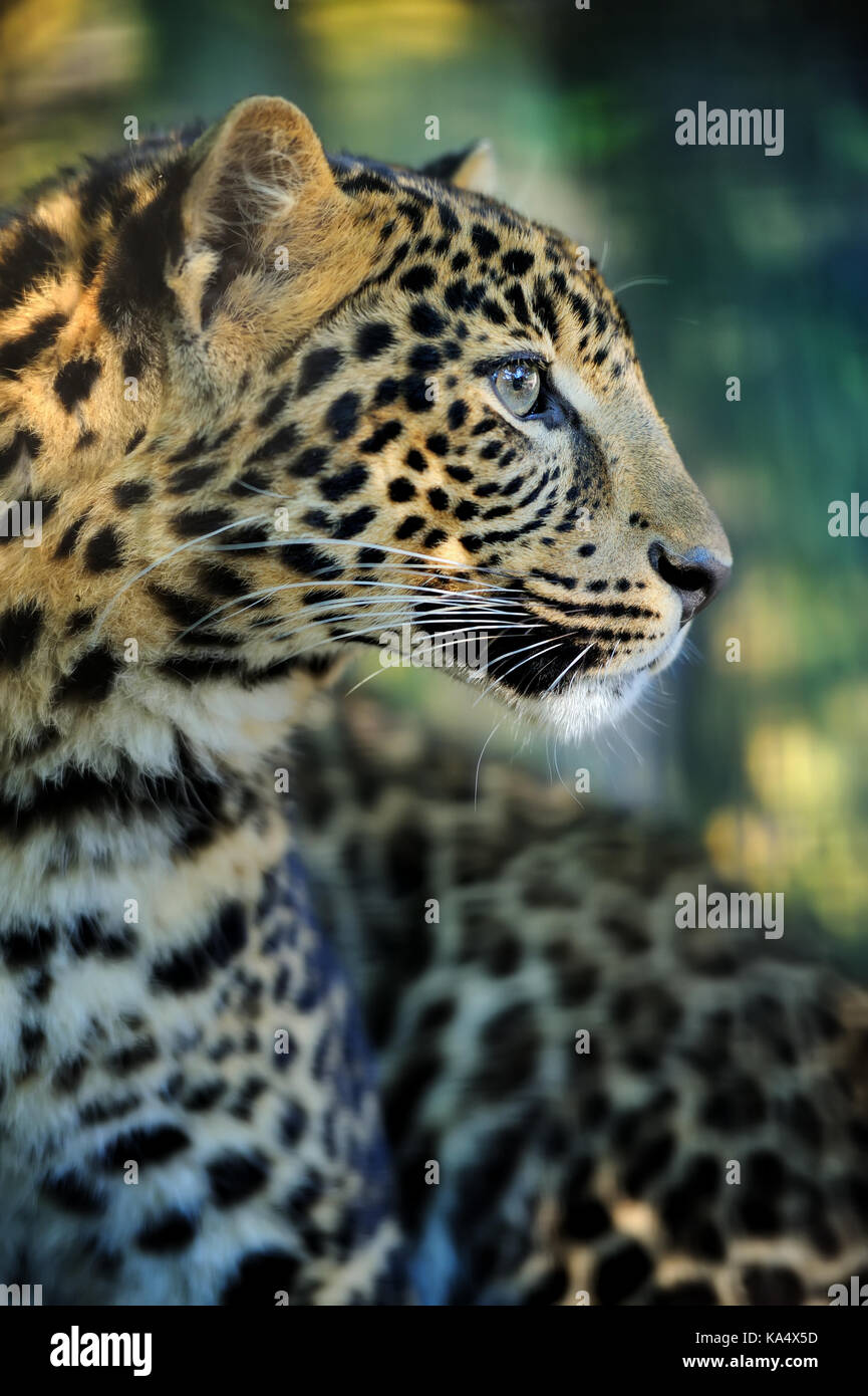 Close up leopard portrait Stock Photo - Alamy