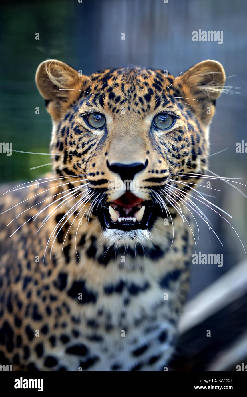 Close up angry leopard portrait Stock Photo - Alamy