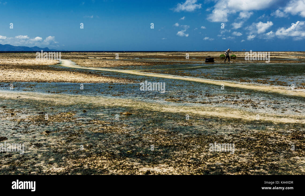 Sea weed farmer at work in sea weed farm in Nusa Penida, Indonesia ...